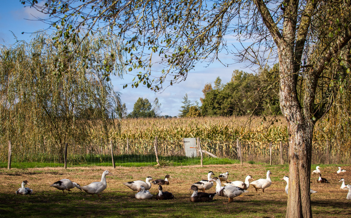 Foie gras Castaing - Le monde de l'épicerie fine