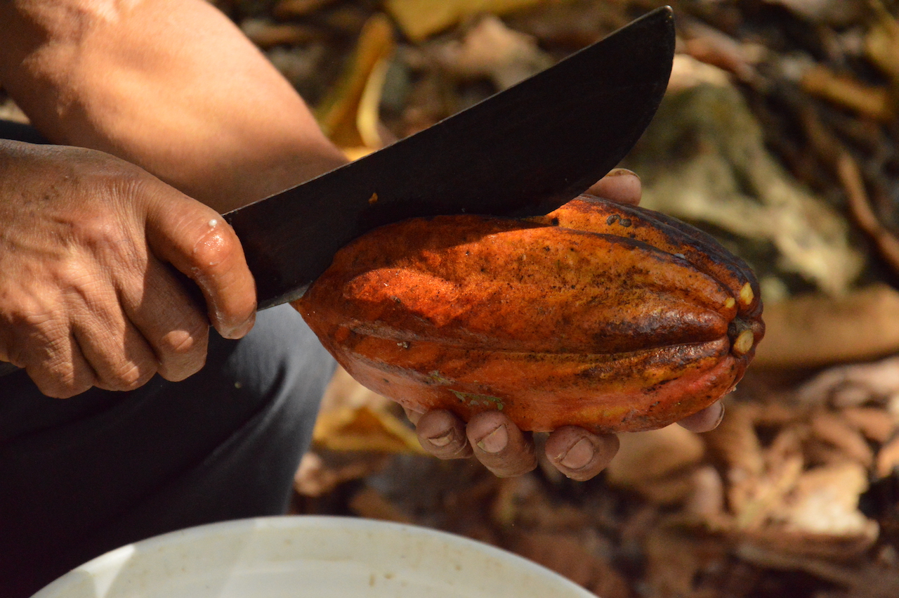2024, année zéro du cacao zéro déforestation - Le monde de l'épicerie fine