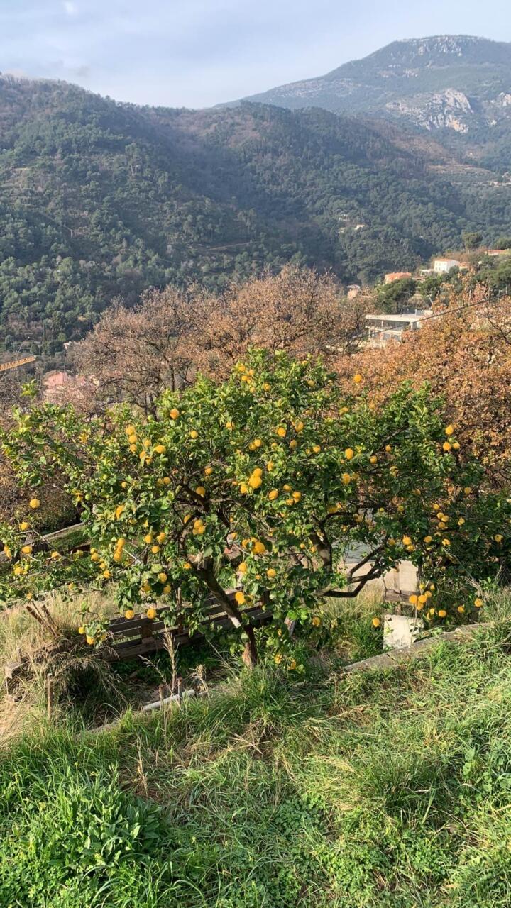 L'IGP Citron de Menton anticipe les suites du réchauffement - Le monde ...